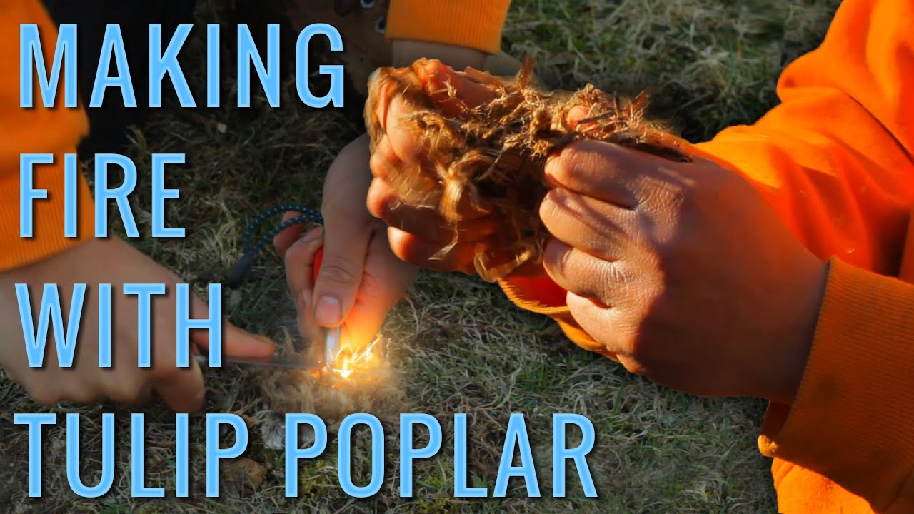 Best Natural Tinder Sources - Identifying Tulip Poplar Tree for Tinder ...