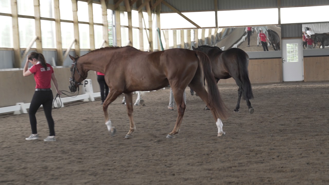 Para Training Clinic | 2017 | Horse Vet Inspection - YouTube