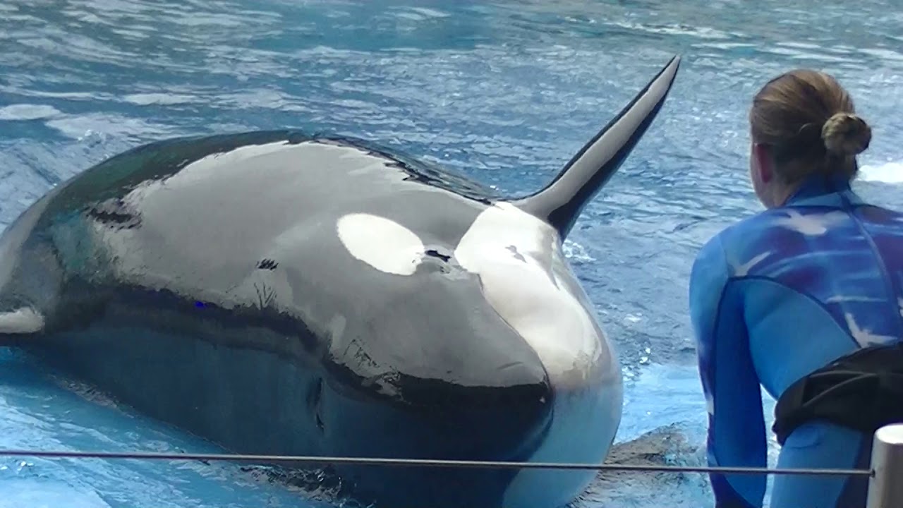 One Ocean Full Show in HD - August 15, 2019 - SeaWorld Orlando - YouTube