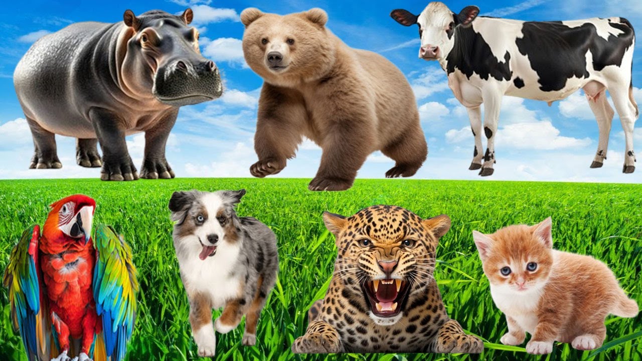 Discover Animal Sounds - Elephant, Bear, Chicken, Eagle, Dog, Lobster ...