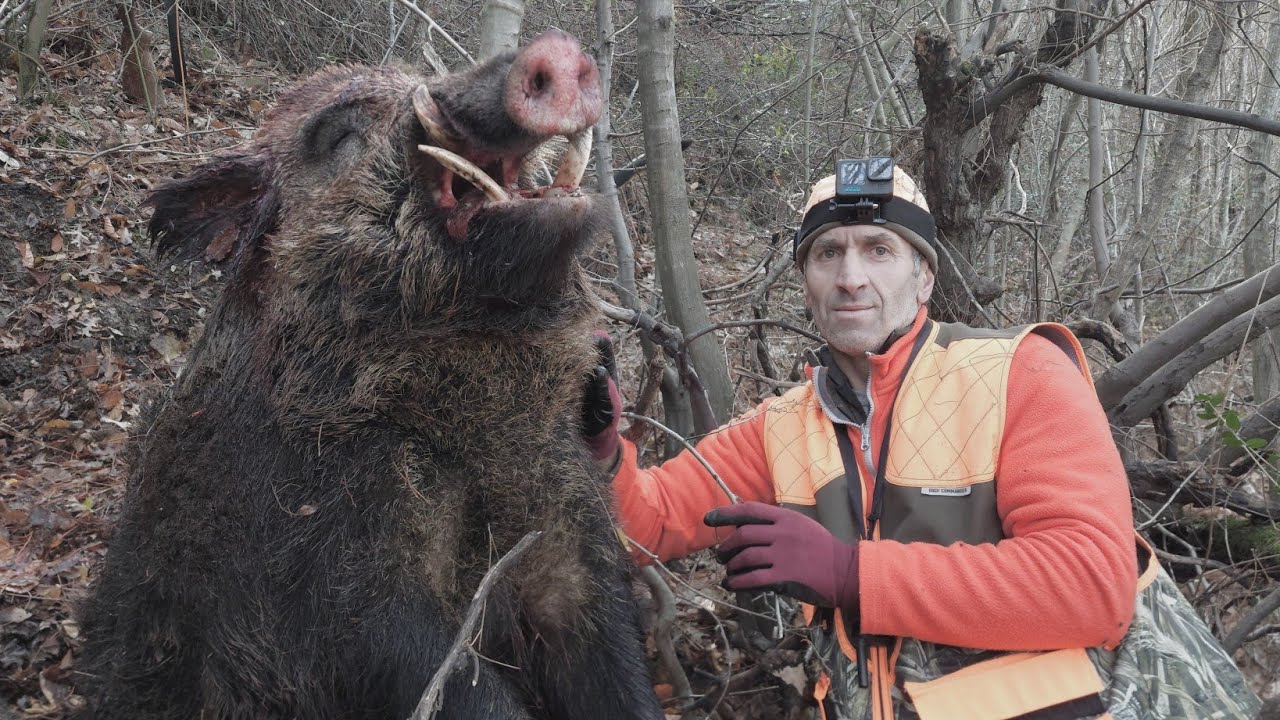 WİLD BOAR ATTACK NEBİYAN DOMUZ AVI#WİLD #BOAR #ATTACK - YouTube