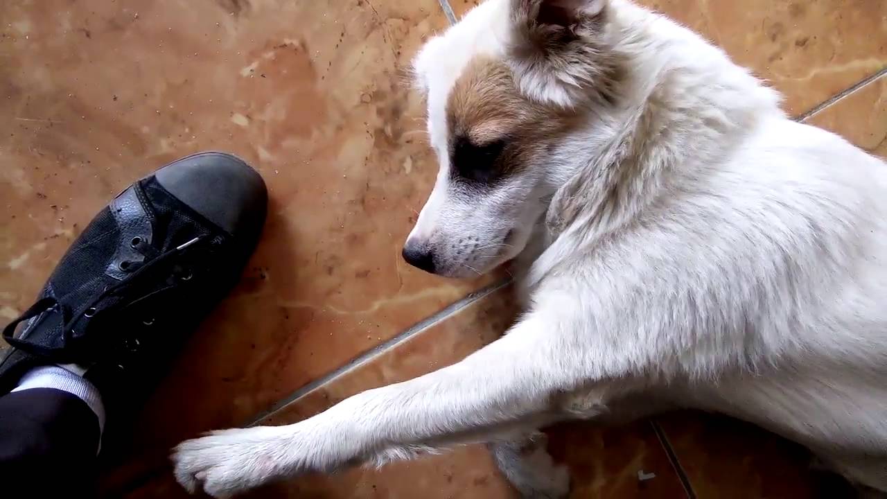 cute funny dog paw punch - YouTube