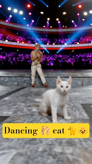 😲 Today,Billi 🐈 to dance 🪩 kerne 🎵🎶 lag Gai (TI YouTube)#dancingcat#cat ...