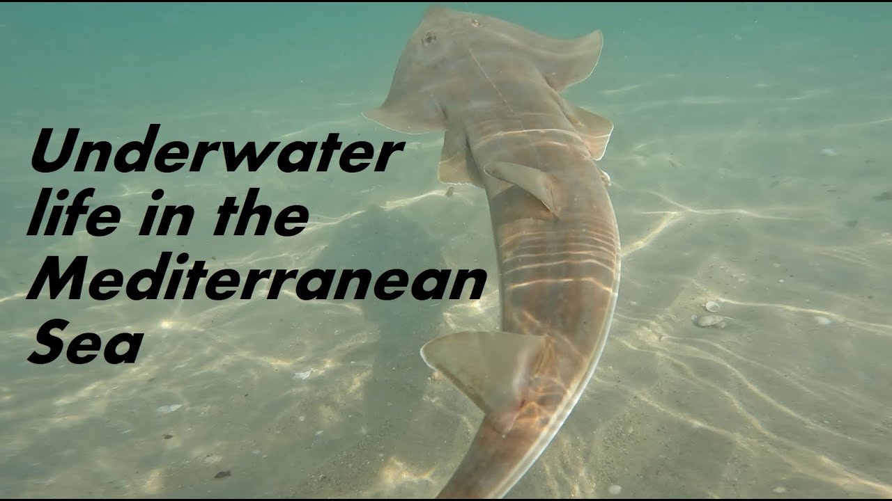 Fish species of the Mediterranean Sea overview. Guitarfish in the ...