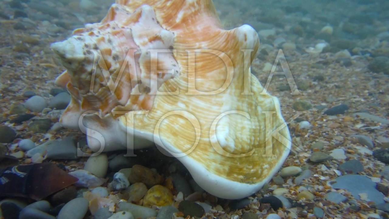 Conch shell underwater shot in the ocean water - YouTube