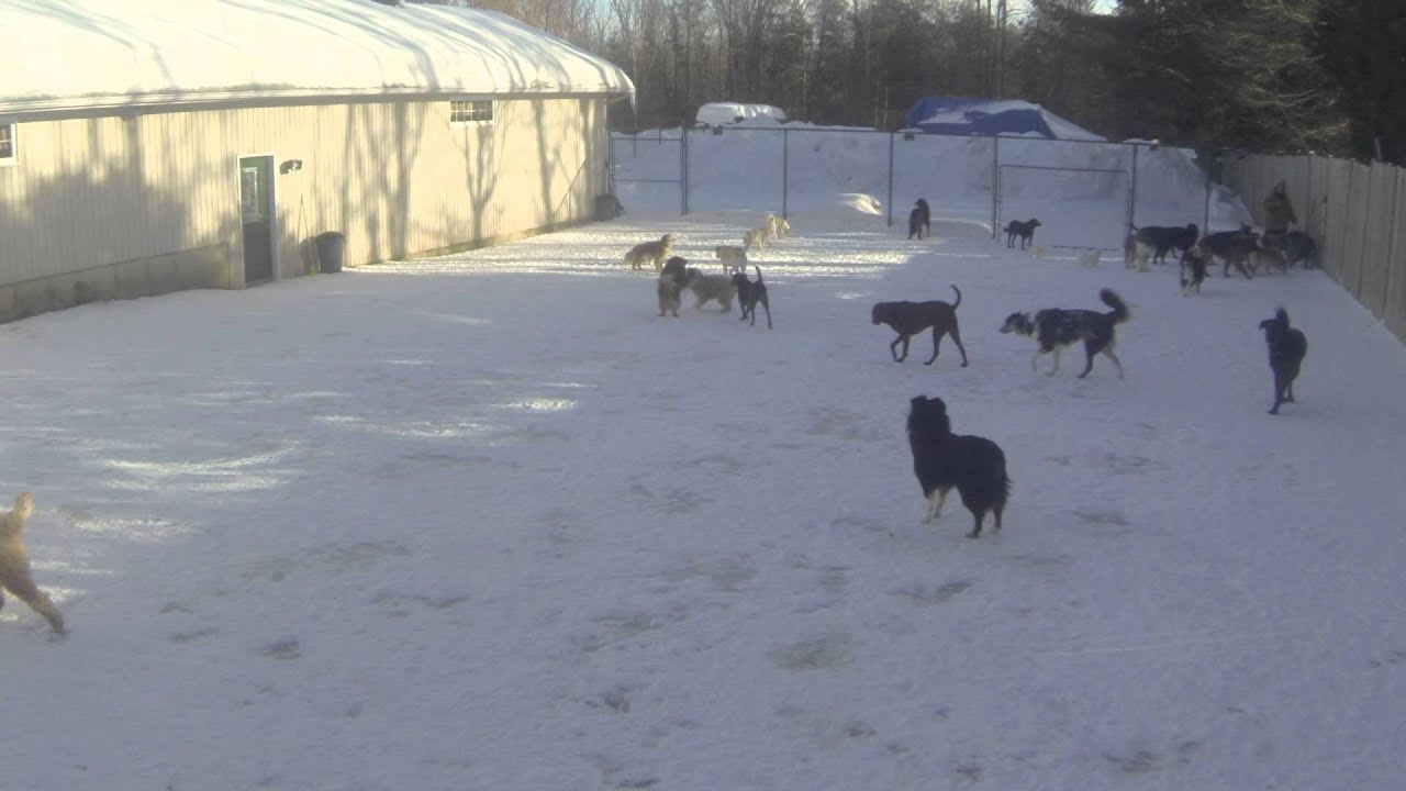 Chenil Outaouais Kennel - YouTube