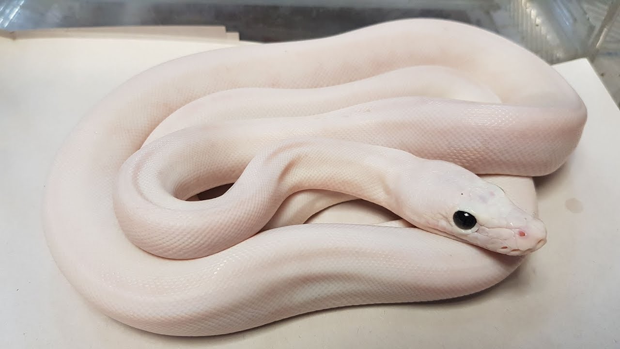 Thailand Giant Snake Award 2019 Part1 - YouTube