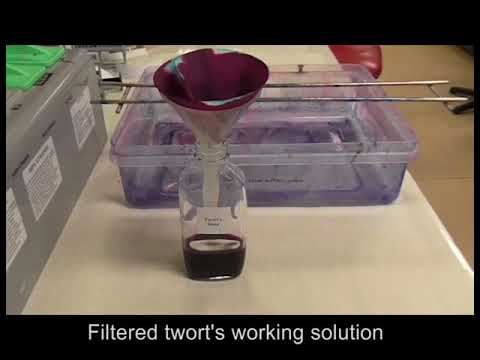 Gram Twort's special stain - YouTube