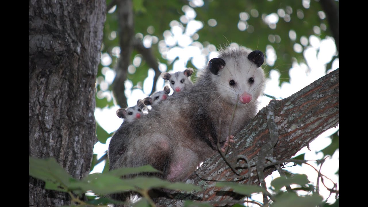 Virginia Opossum at Night. Real Sound - YouTube