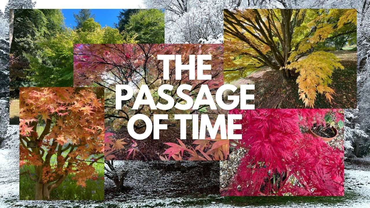Plant a tree, wait 18 years and this is what happens - YouTube
