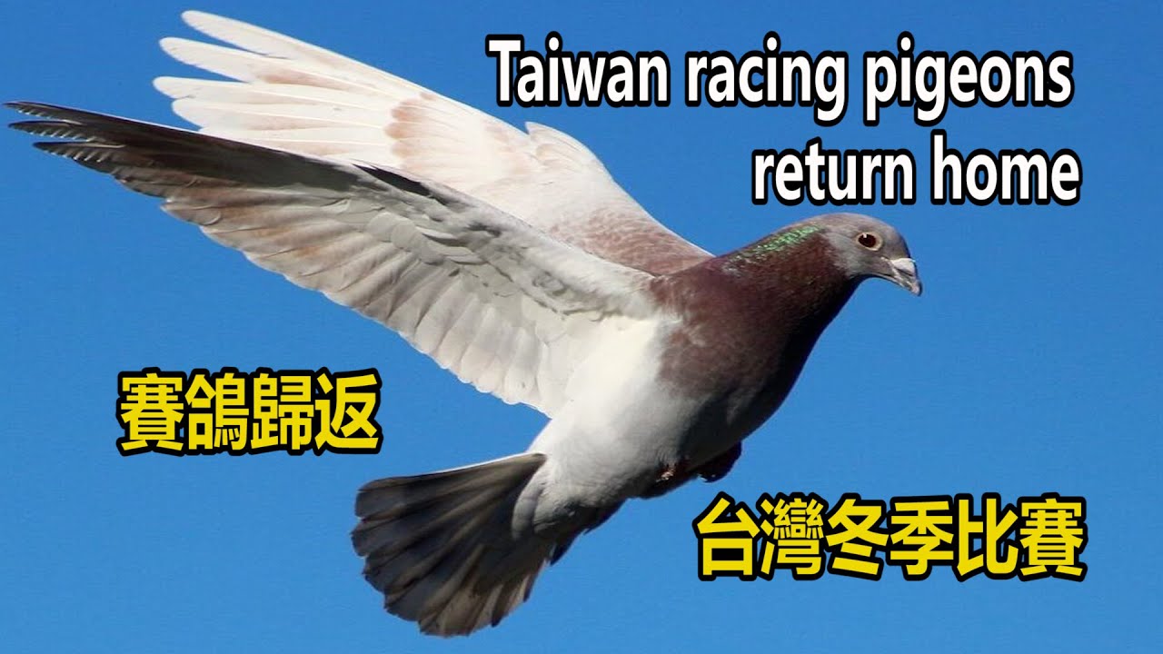 Taiwan racing pigeons return home，台灣 冬季 賽鴿 比賽 歸返 - YouTube