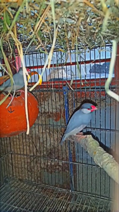 How Java Sparrows Create the Perfect Nest! 🕊🤔🤩 #sparrow #birdsparadise ...