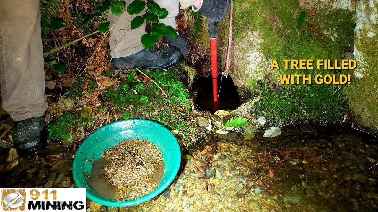 We Found Gold Nuggets In A Tree Root Hole! - YouTube