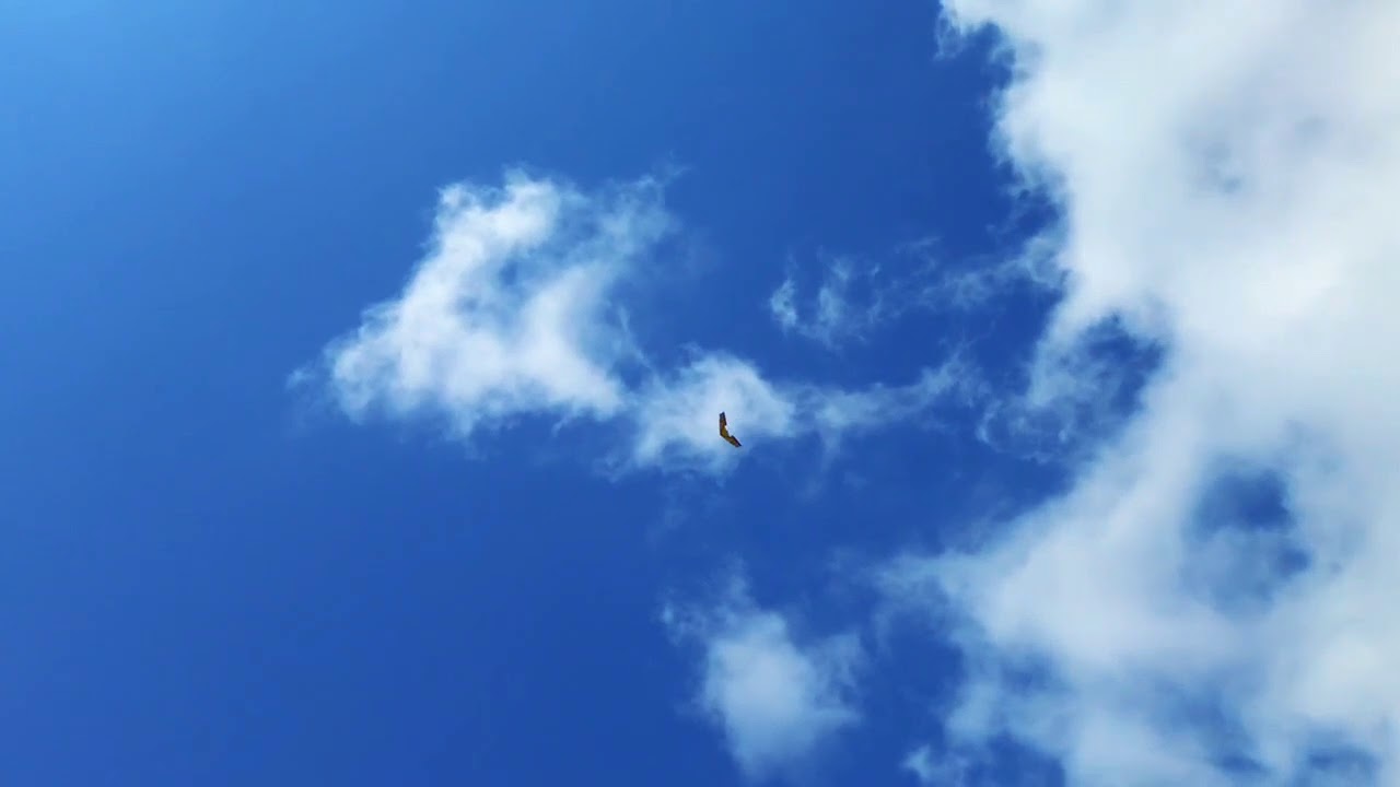 #Asa voadora #zagi #flying wing #ala voladora - YouTube