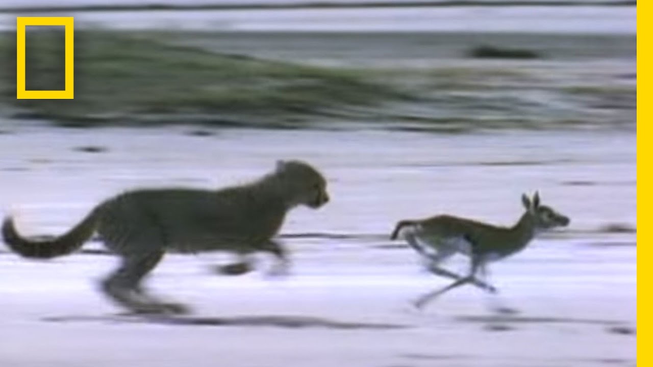Cheetah Hunt Training | National Geographic - YouTube
