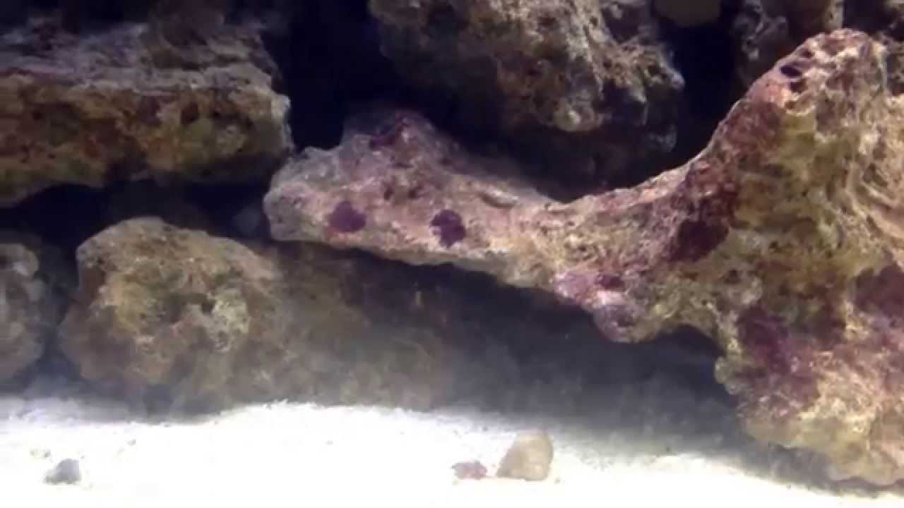 Flame Cardinalfish along with starry blenny - YouTube