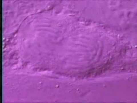 CELL wrapping & DNA replication - YouTube