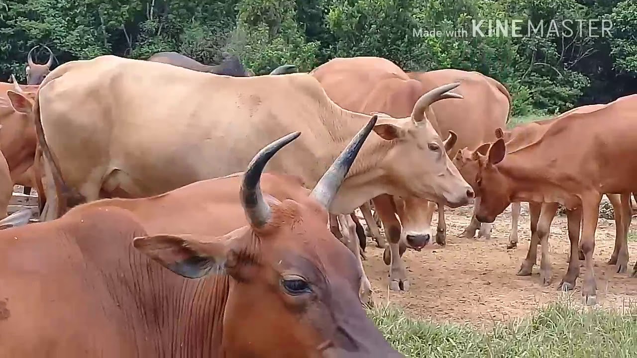 Coj nej mus saib maum nyuj thiab me nyuam nyuj kub zoo pem tshav.... - YouTube