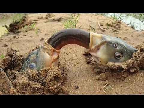 TWO FISH EATING Eels underground.. - YouTube