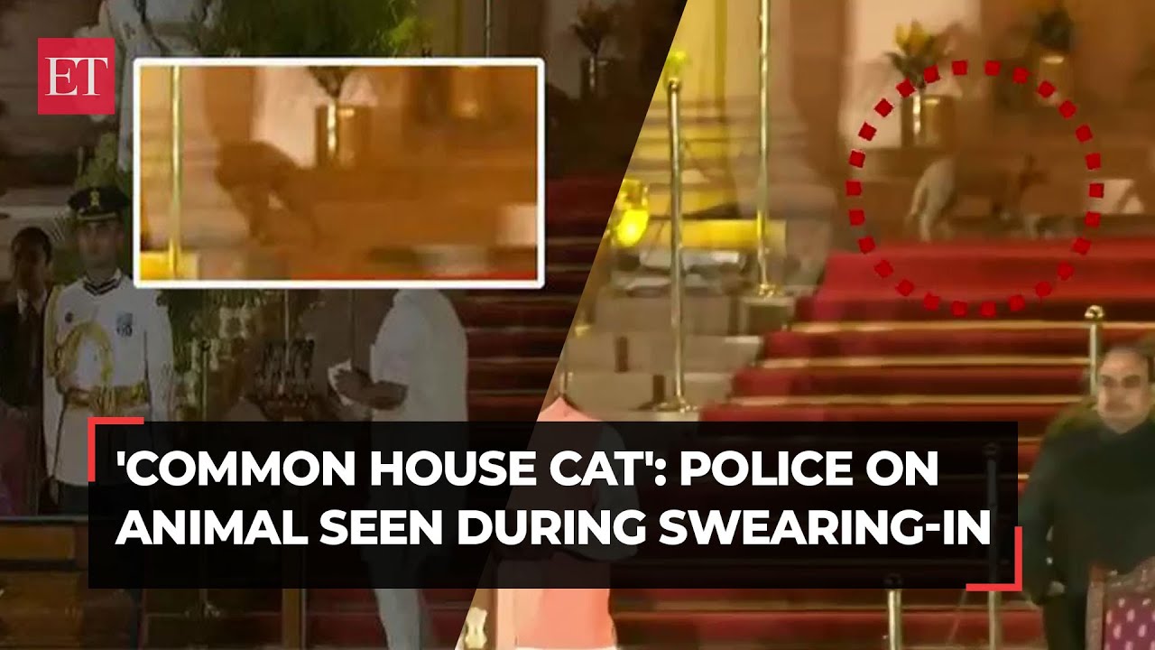 'Common house cat,' Delhi Police clarifies on 'mysterious animal' seen ...
