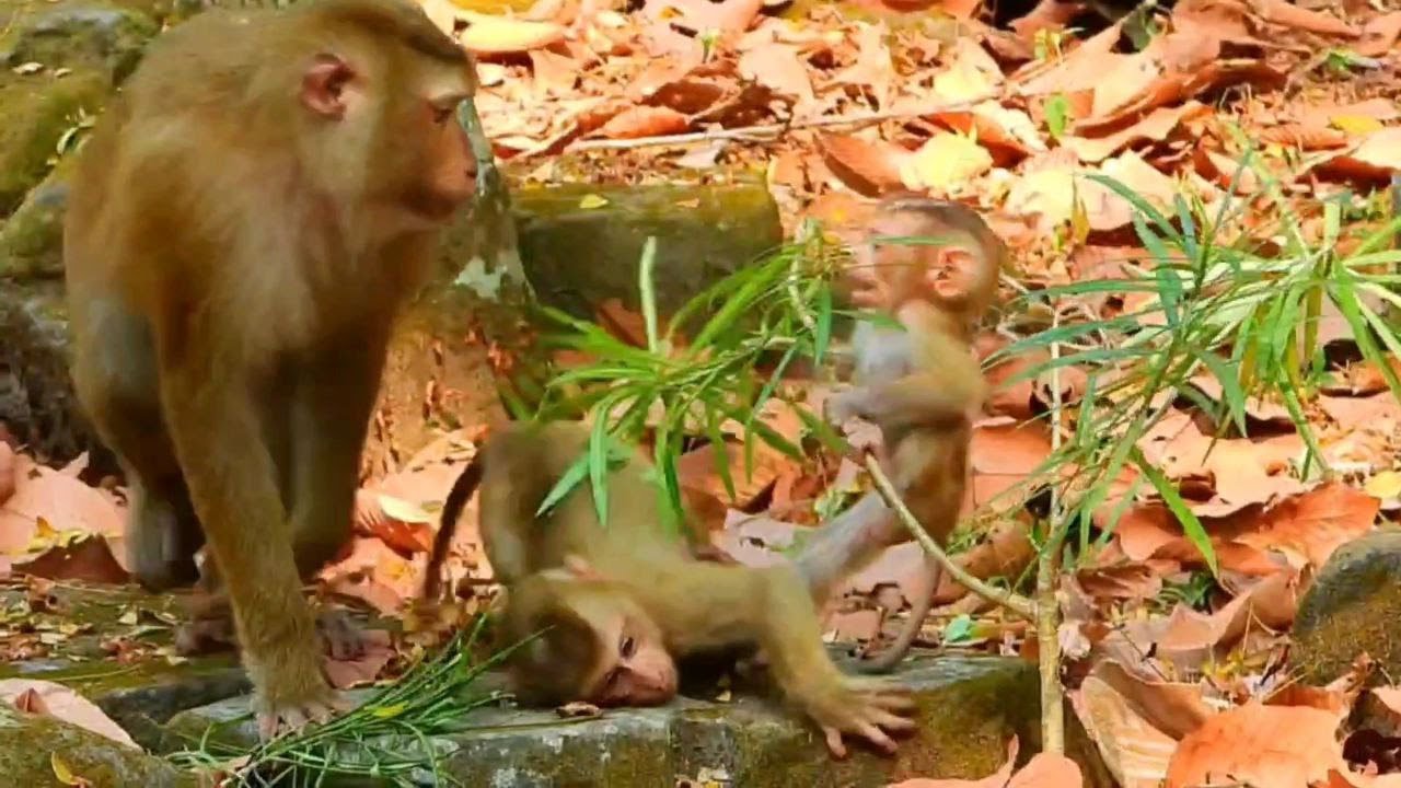 Monkeys Luna and her baby Lucie have time to take care for cute baby ...