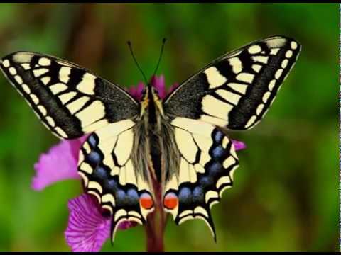 top las5 mariposas mas extrañas del mundo - YouTube
