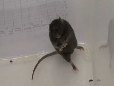 Racine scale for seizure analysis - YouTube