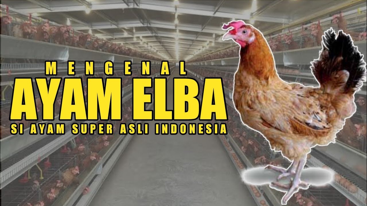 REVIEW NGAPAKTRENI - MENGENAL AYAM ELBA AYAM PETELUR KHAS INDONESIA ...