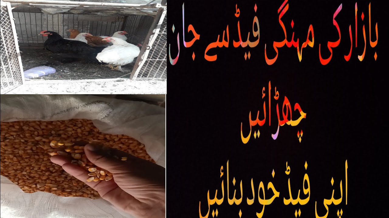 Home made feed || Desi hen farming in home|| - YouTube