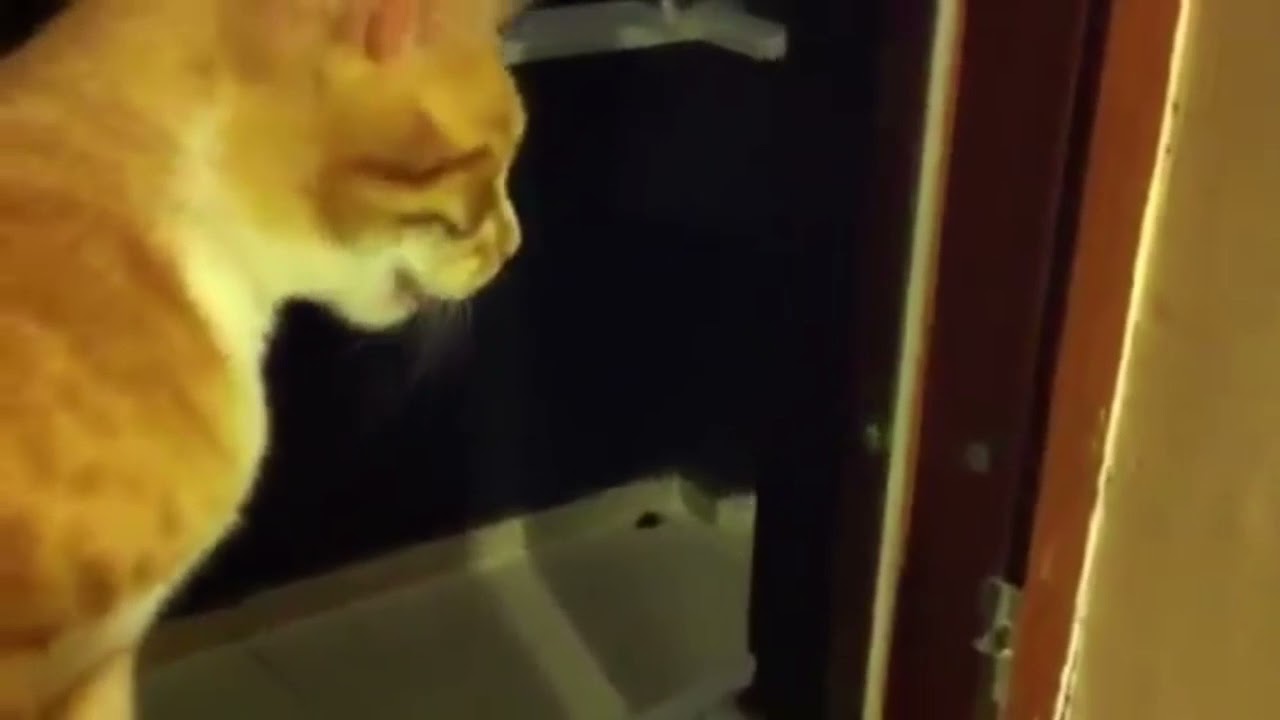Cat vs Stink Bug !! - YouTube