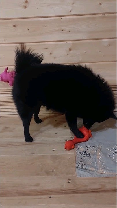 Клаксон🎶 - YouTube