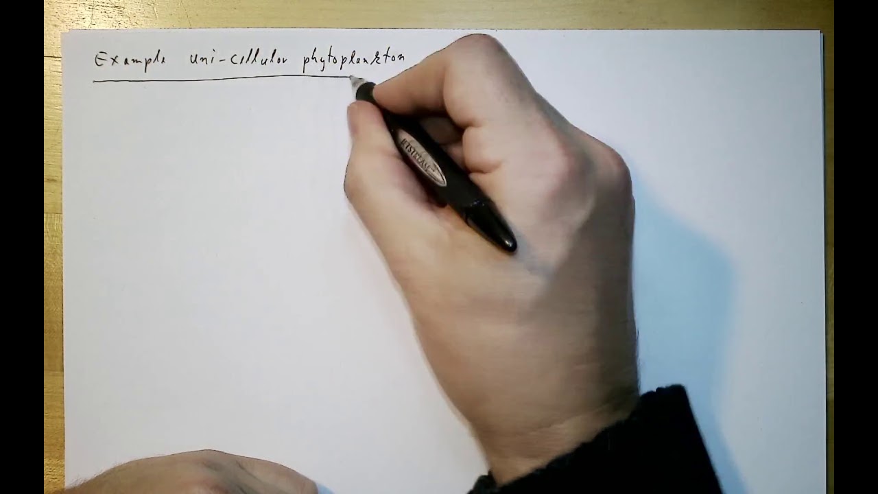 Advanced mathematical modelling, part 56: isometric and allometric ...