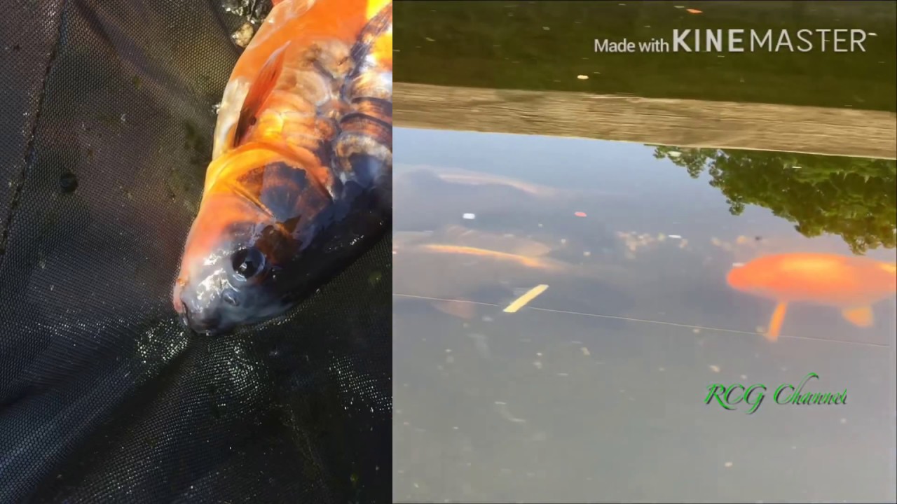 Koi Fish | Fish Pond | How to treat Koi - YouTube