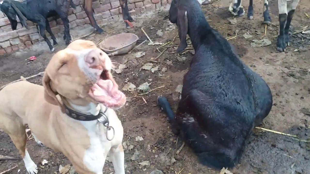 BULLY CROSS BREED DOG . TELL ME THE BREED NAME ? - YouTube
