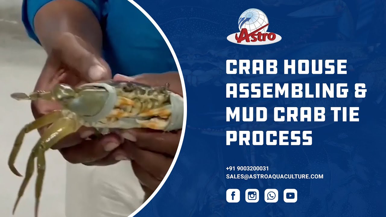 Crab House Assembling & Mud Crab Tie Process - YouTube