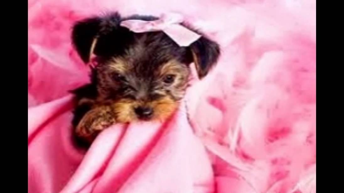 Psiaki Słodziaki (: - YouTube