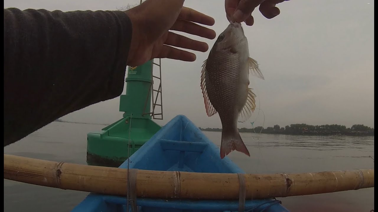 TERNYATA SUDAH MULAI MUSIM IKAN KETAMBAK JANGKI DI TELUK BENOA BALI ...