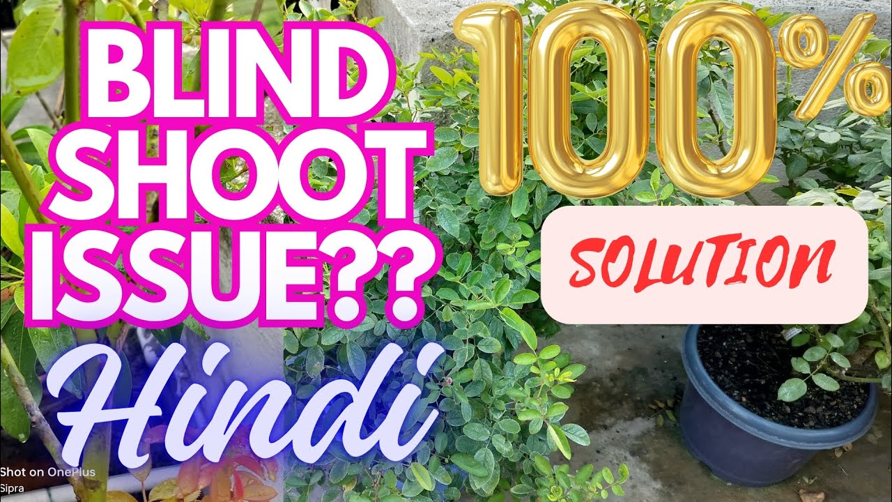 Blind Shoot Issue in Roses? 🌹 100% Solution Explained! - YouTube