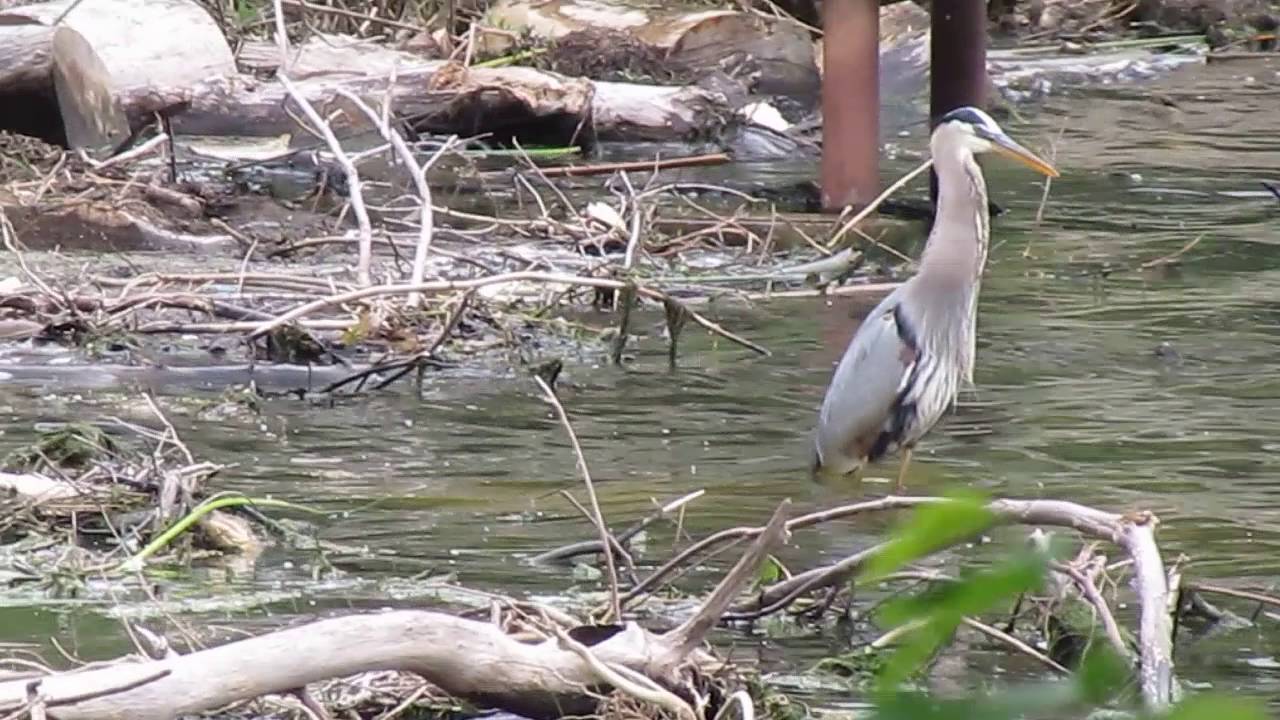 Watch the size fish this big bird swallows! - YouTube