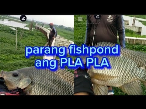 Dami parin PLA PLA #tiksayfishhunting#plapla#airgunfishhunting - YouTube