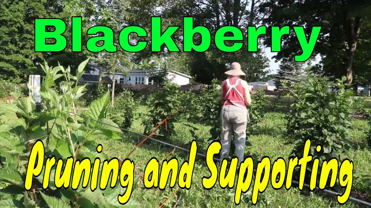 Pruning and supporting Blackberry bushes - YouTube