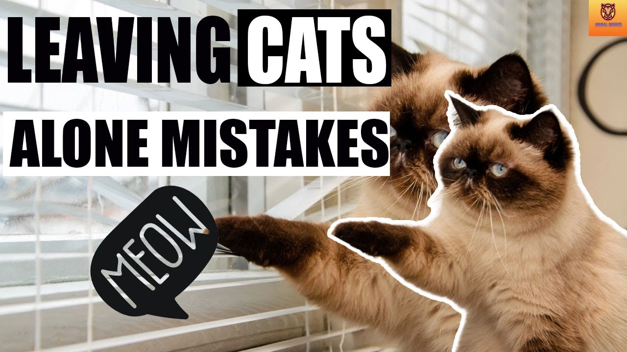 NEVER DO THIS When You Leave Your Cat ALONE|Animal Insider| - YouTube