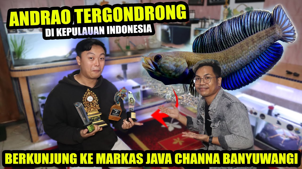GREBEK! CHANNA ANDRAO TERGONDRONG VIRAL DI TIKTOK @JAVA CHANNA - YouTube