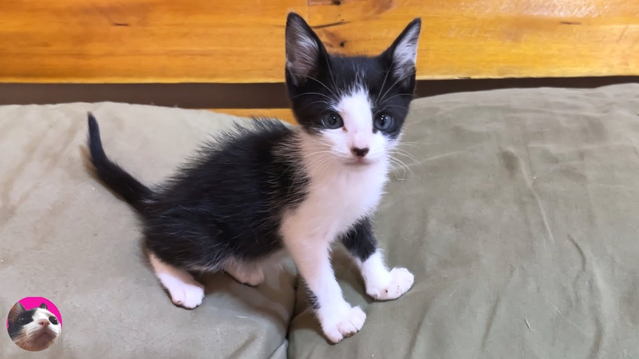 About the reason why the video of the rescued kitten Mu could not be ...