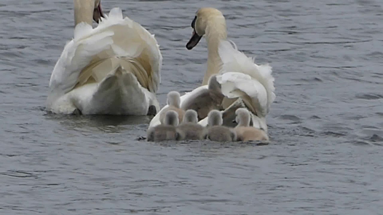 Swan Mating Series Final Episode - Nest building, Mating ritual, Eggs ...