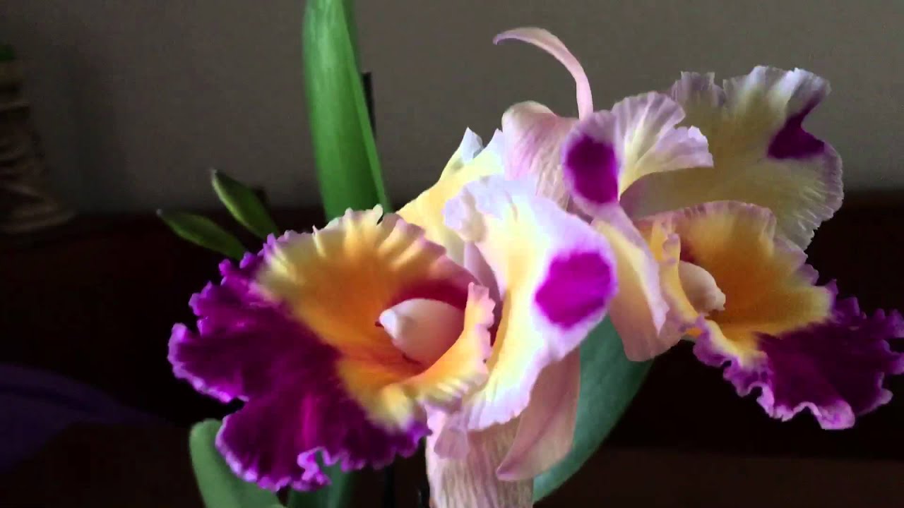 Fantasy Orchid bloom updates - YouTube