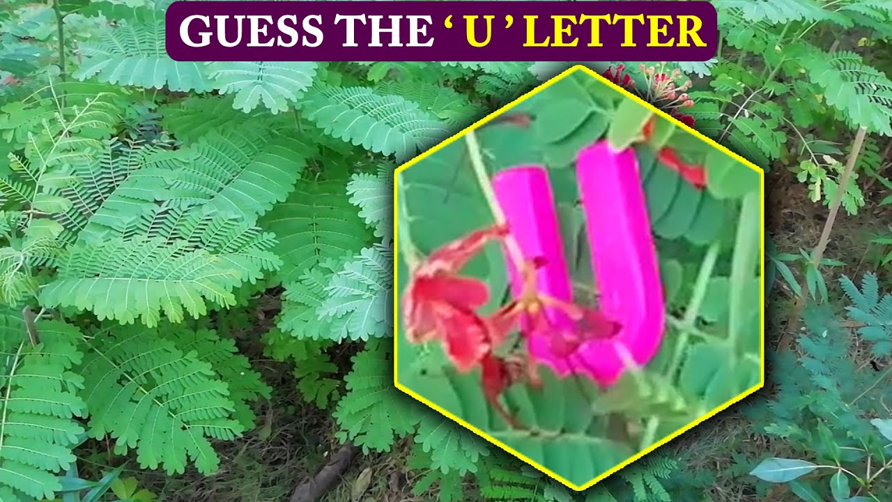 Guess the ' U ' Letter Brain Puzzle Tricky Test If You Can Crack ...
