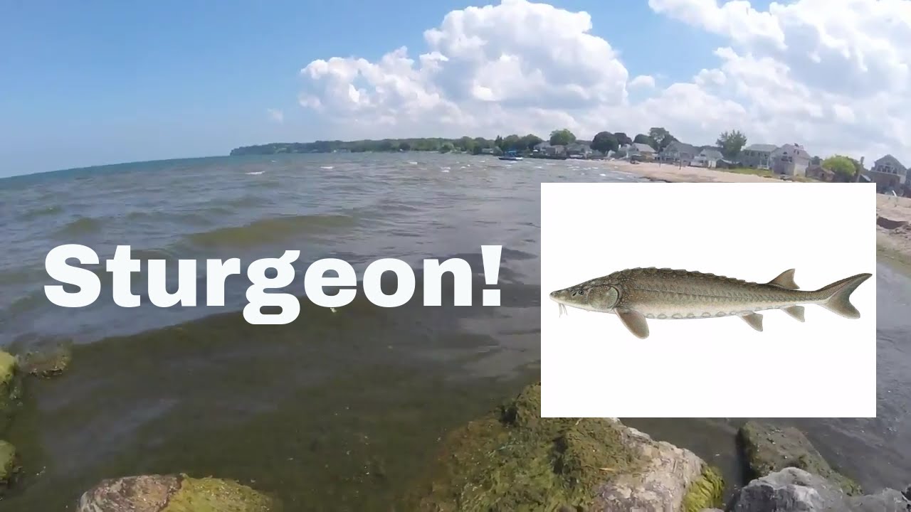 Crazy DEAD STURGEON In Lake Ontario!!! - YouTube