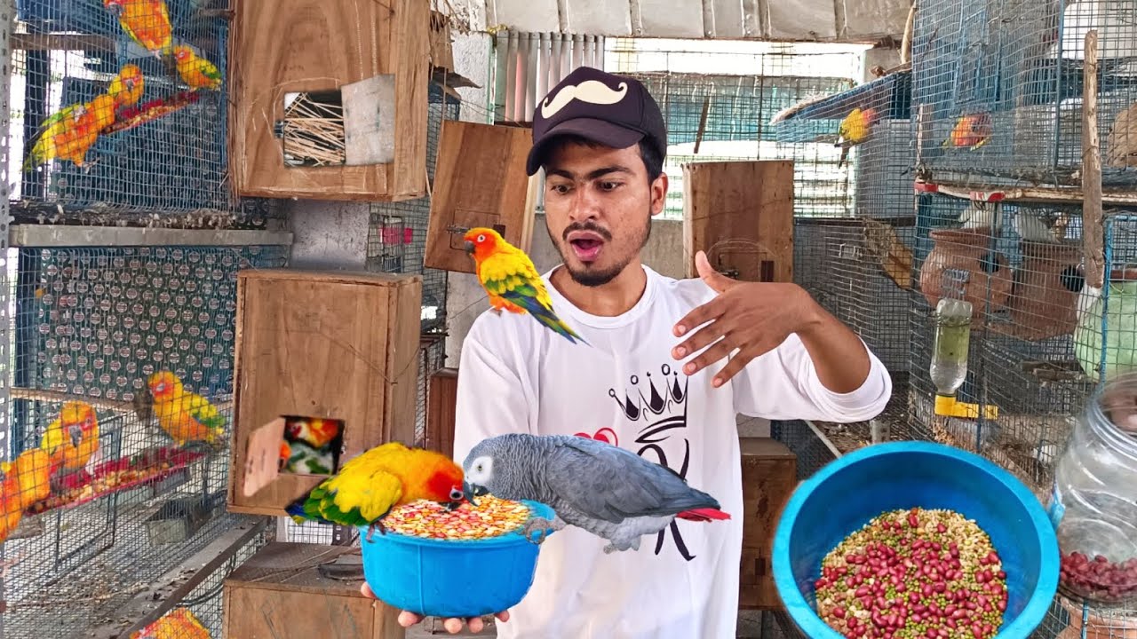 Subha me khane k liye apne bird ko kya den//morning soft food for bird ...