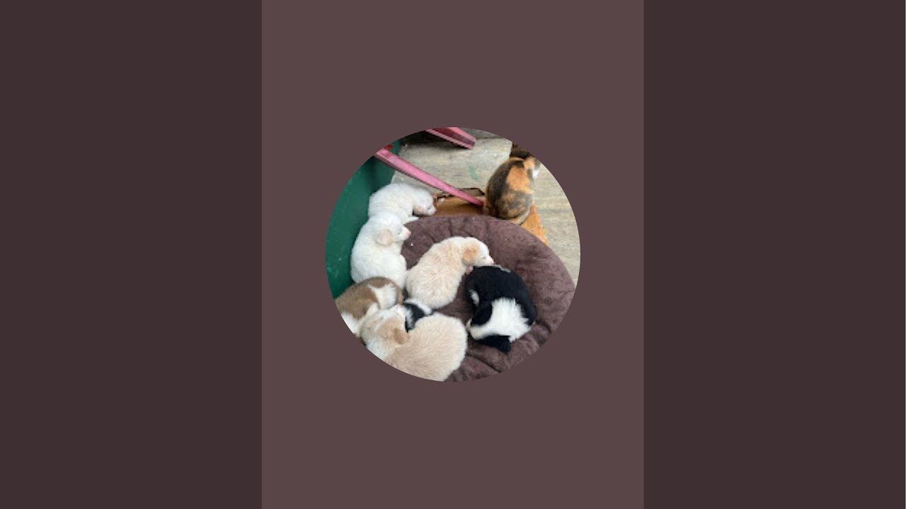 Manisha Dewan is live - YouTube